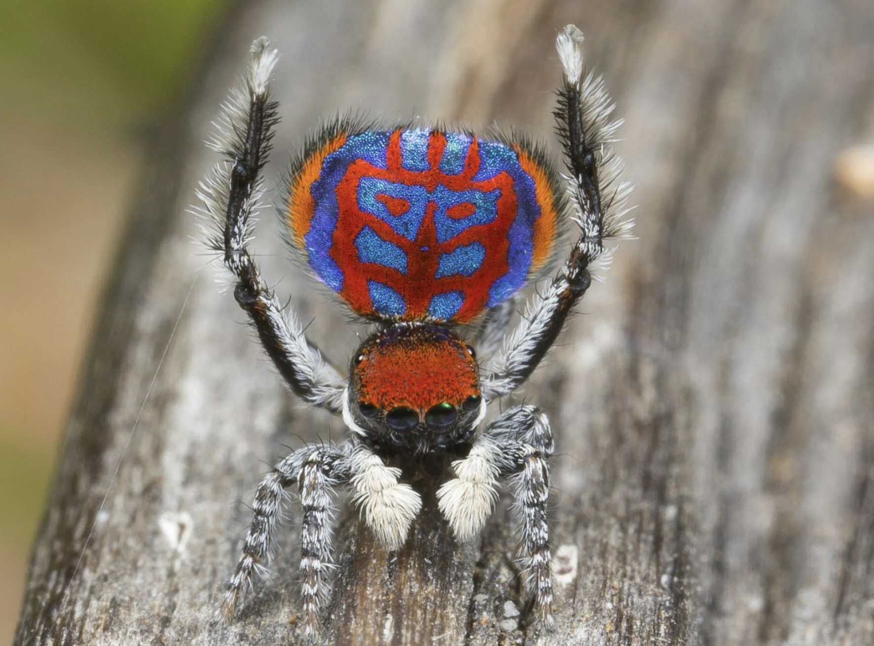KIDSBOOKS | SPARKLEMUFFIN THE SPIDER – Mahvash Mohtadullah