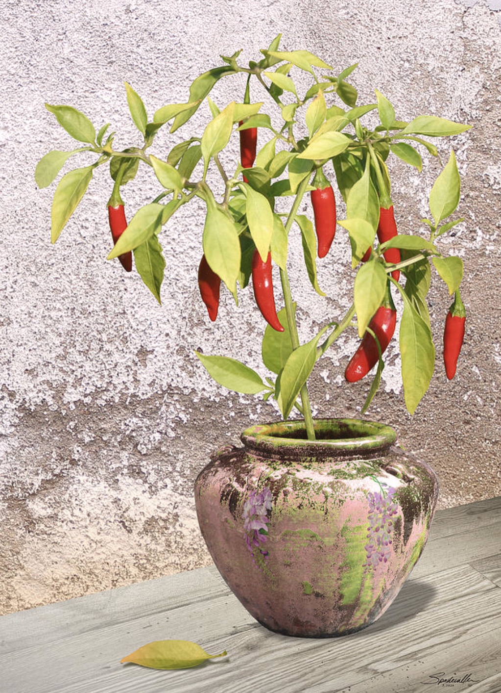 KIDSBOOKS | CICI THE CHILLI PEPPER – Mahvash Mohtadullah